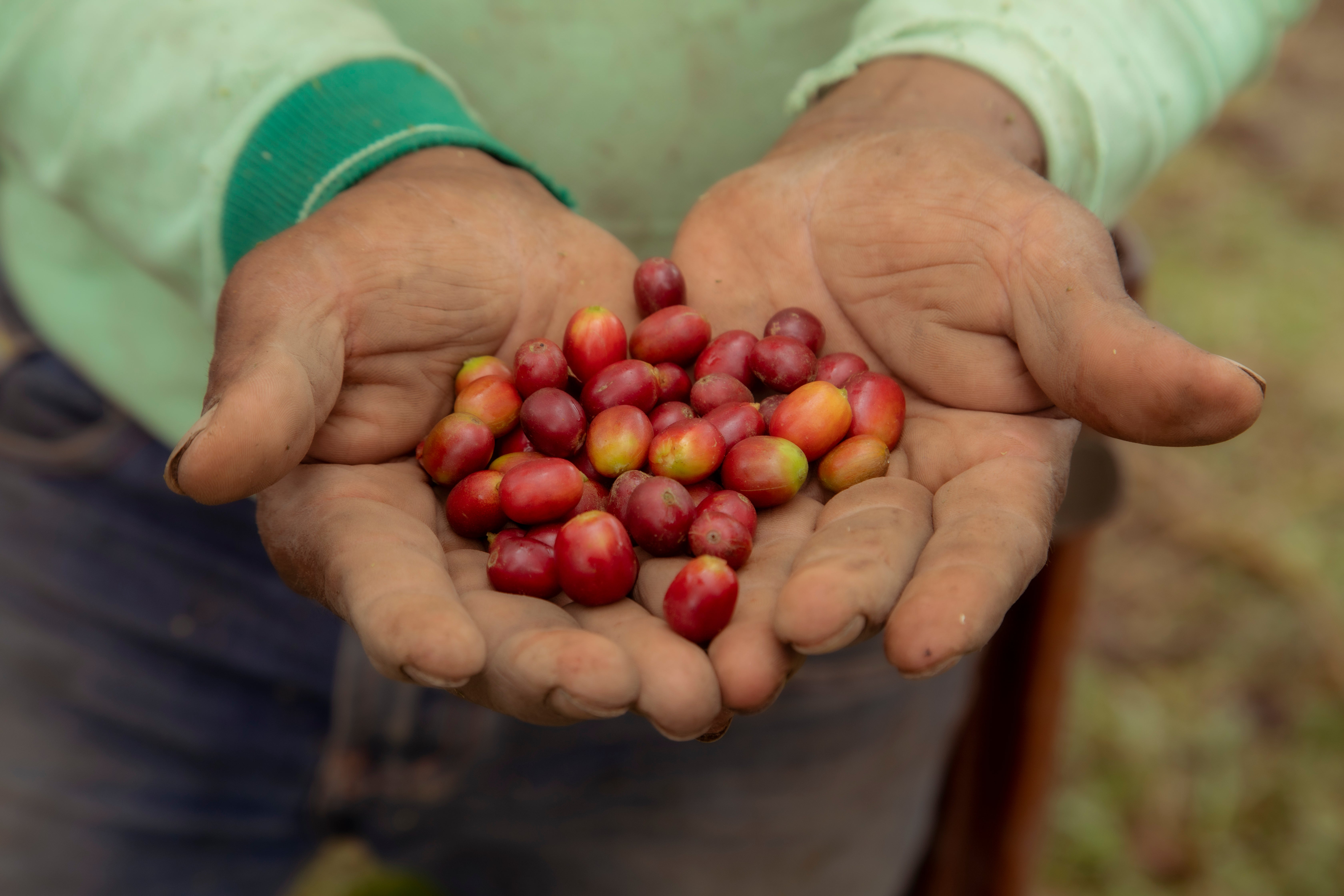 Nestlé Cocoa Plan® | Nestlé Professional